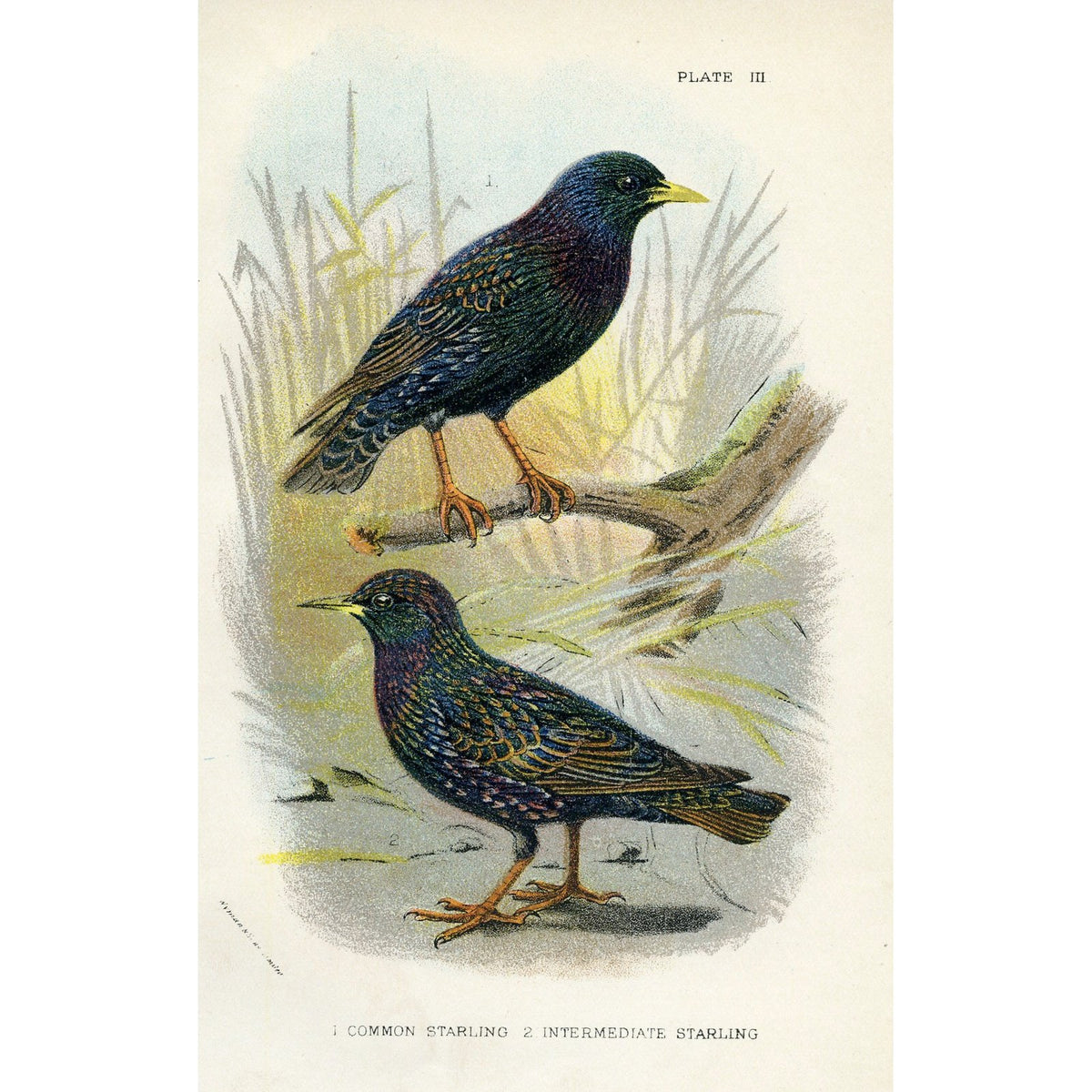 Antique Natural History Print 'Common Starling', V – Copperplate Pictures