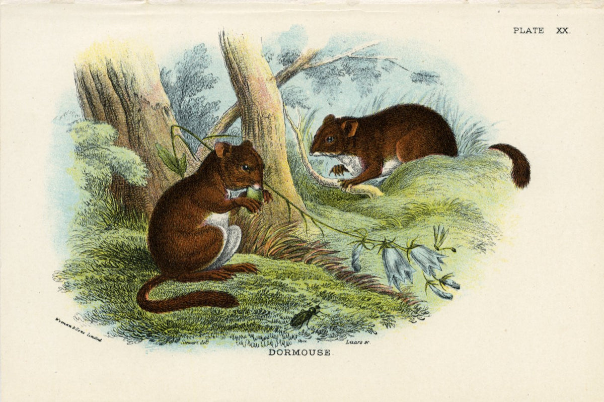 Antique Natural History Print 'Dormouse' 1896, Vintage Animal Print, W ...